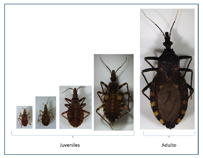 Alertan por presencia de la vinchuca | David Noticias