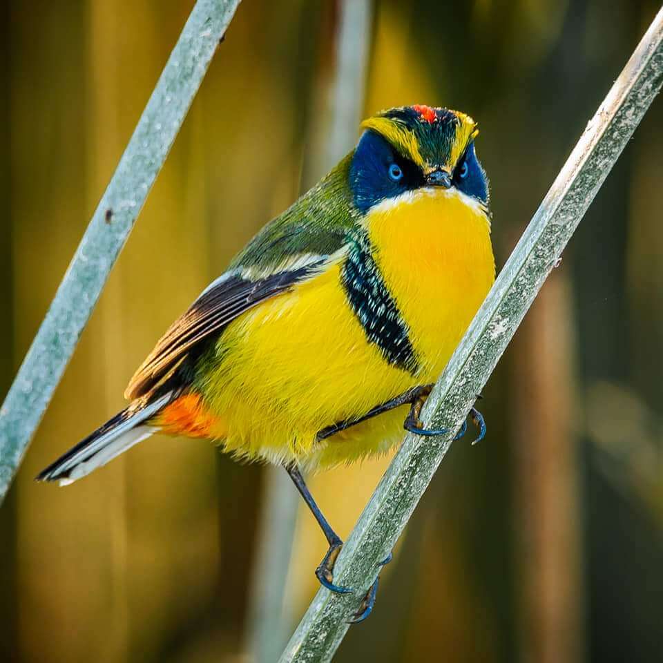 “Siete colores” y su impacto positivo en valorar el medio ambiente ...