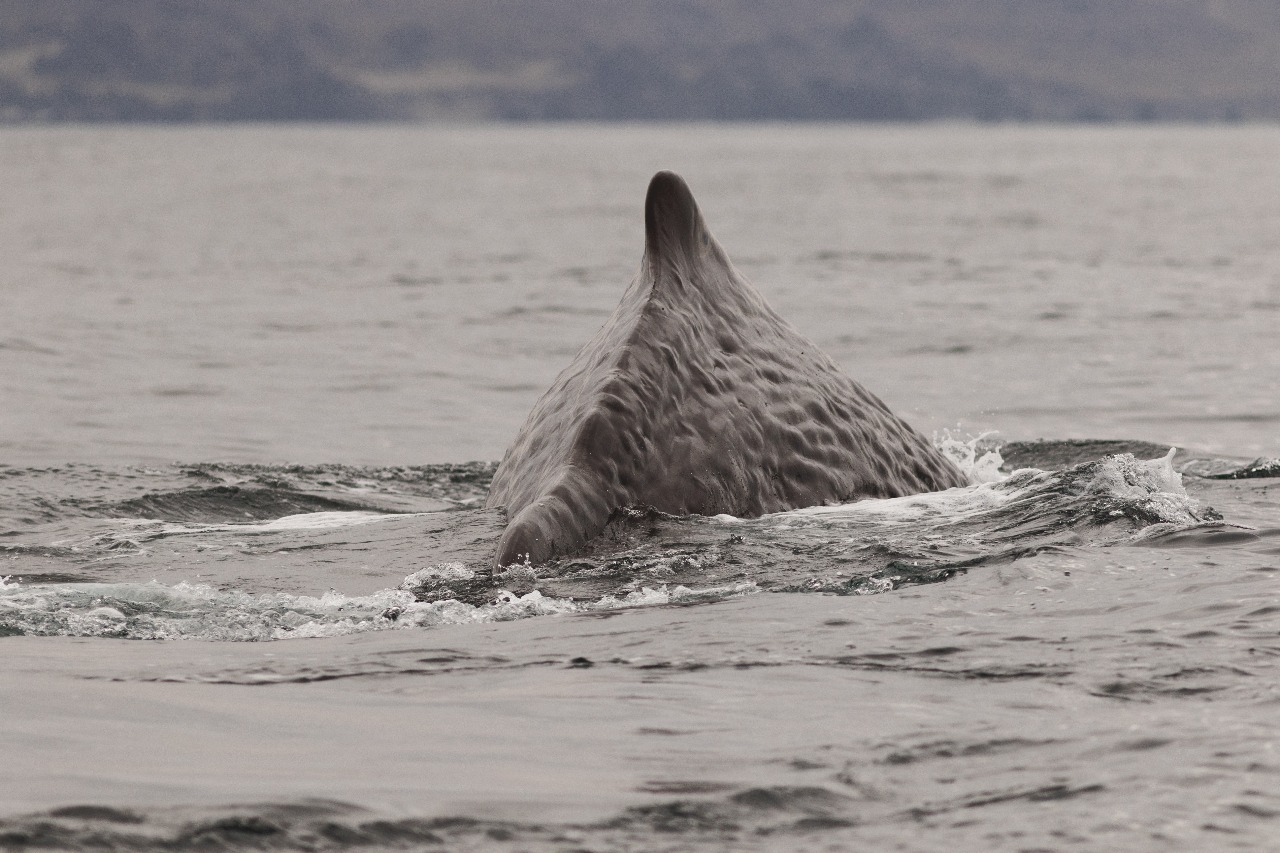 Científicos registran presencia de cachalotes en el archipiélago de ...